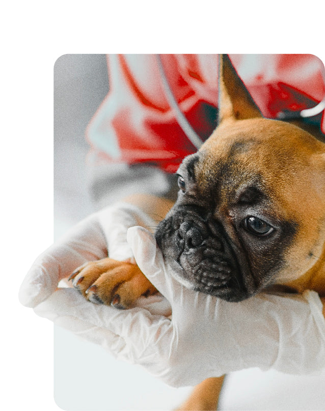 Wound Care – PurLifPet