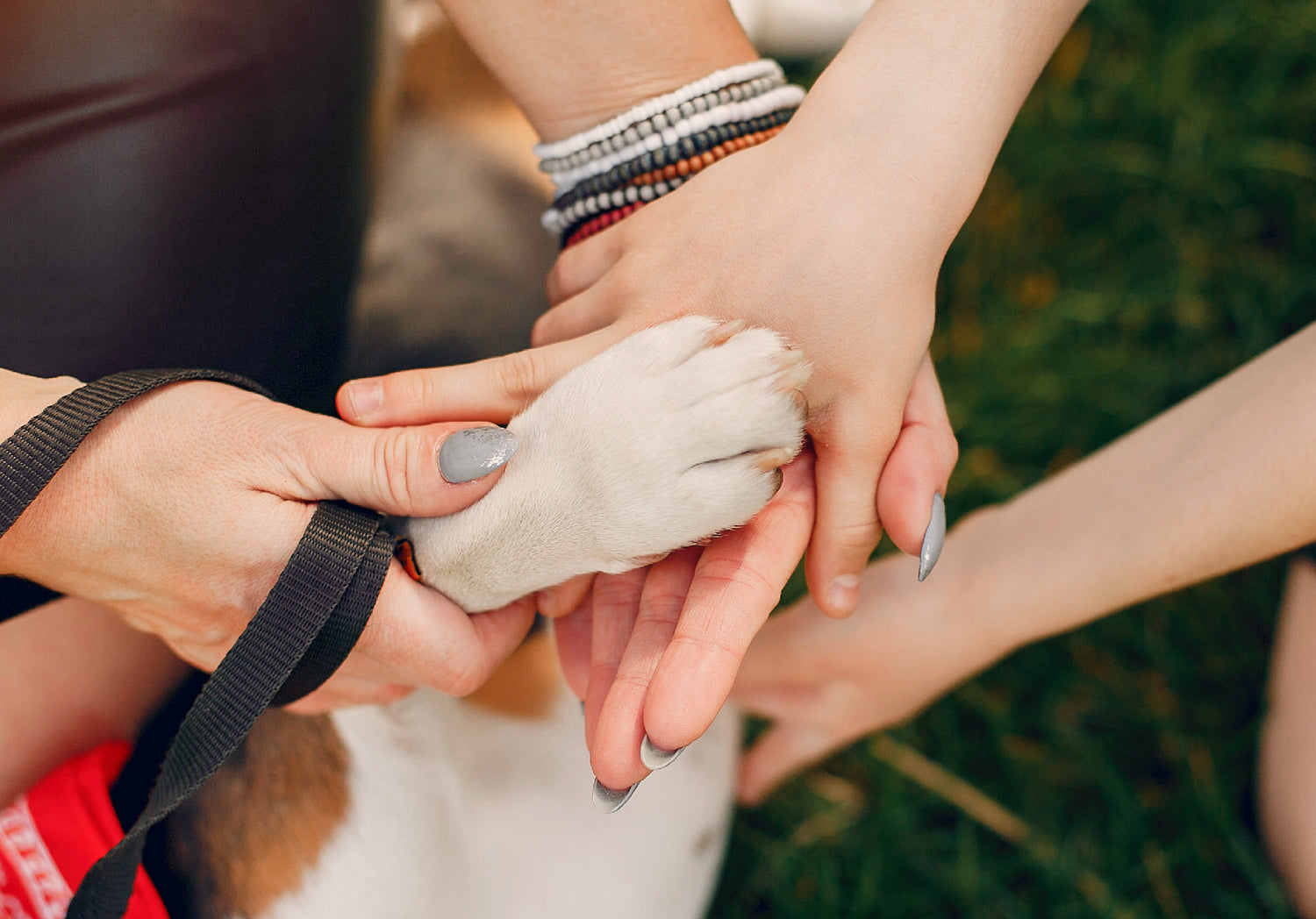 About Us – PurLifPet